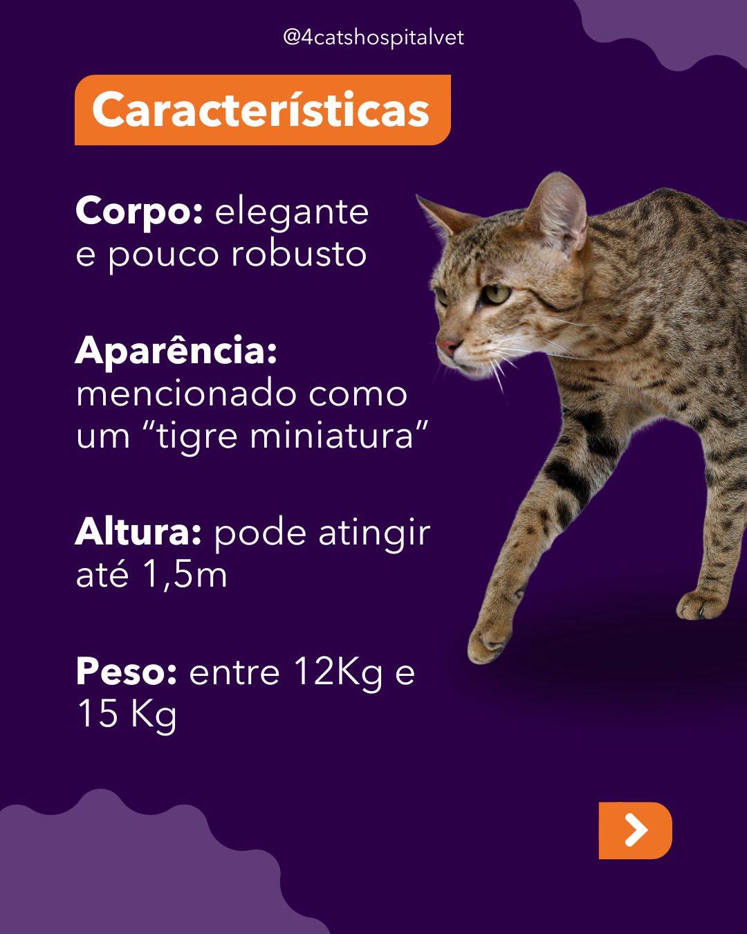 Manual das raças - Ashera - Hospital 4cats