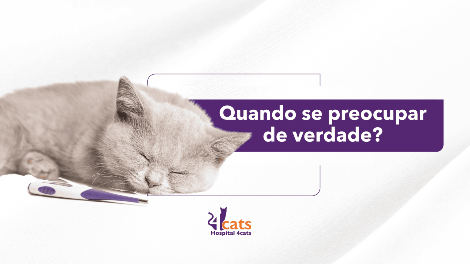 Gato vomitando: o que pode ser e quando se preocupar - Hospital 4cats